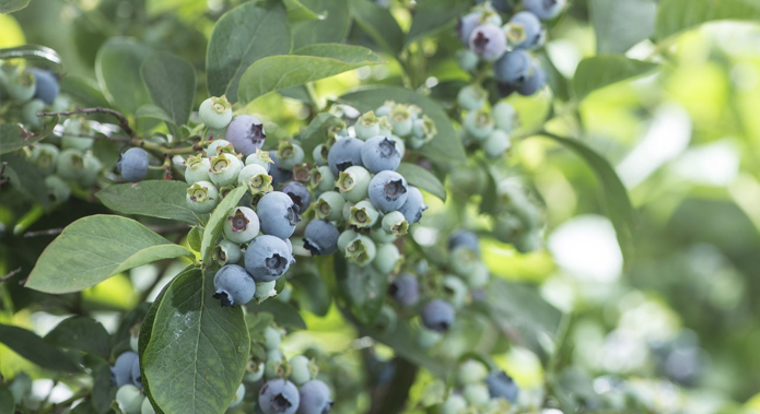Nouvelle variété de myrtille de la Coopérative espagnole Cuna de Platero