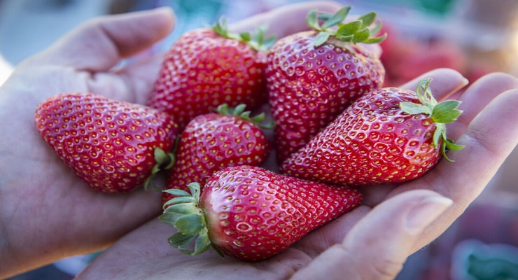 L'université de Californie lance deux nouvelles variétés de fraises ...