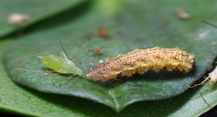 Eupeodes-System – élément d'une stratégie nouvelle, puissante et ...