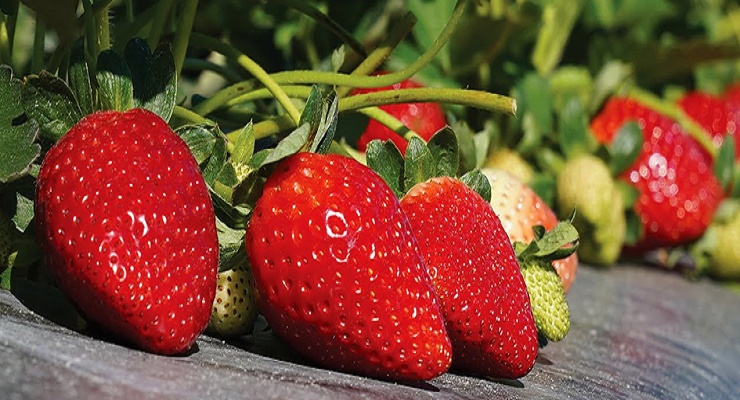 'Marisma', une nouvelle variété de fraise - HortiMedia