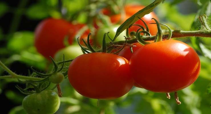 Le goût est la clé de la consommation de tomate - HortiMedia