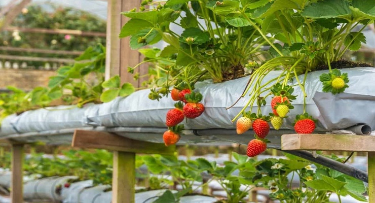 Fraises d'Intérieur: Les bases de la production de la plantation à la ...