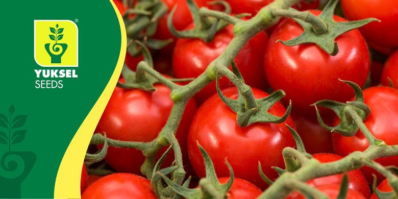 Yuksel Seeds obtient des variétés résistantes au Virus ToBRFV - HortiMedia