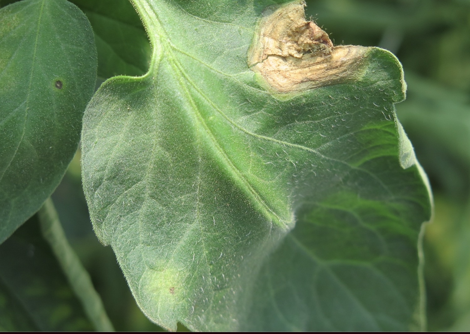 Identification et contrôle du botrytis sur tomate