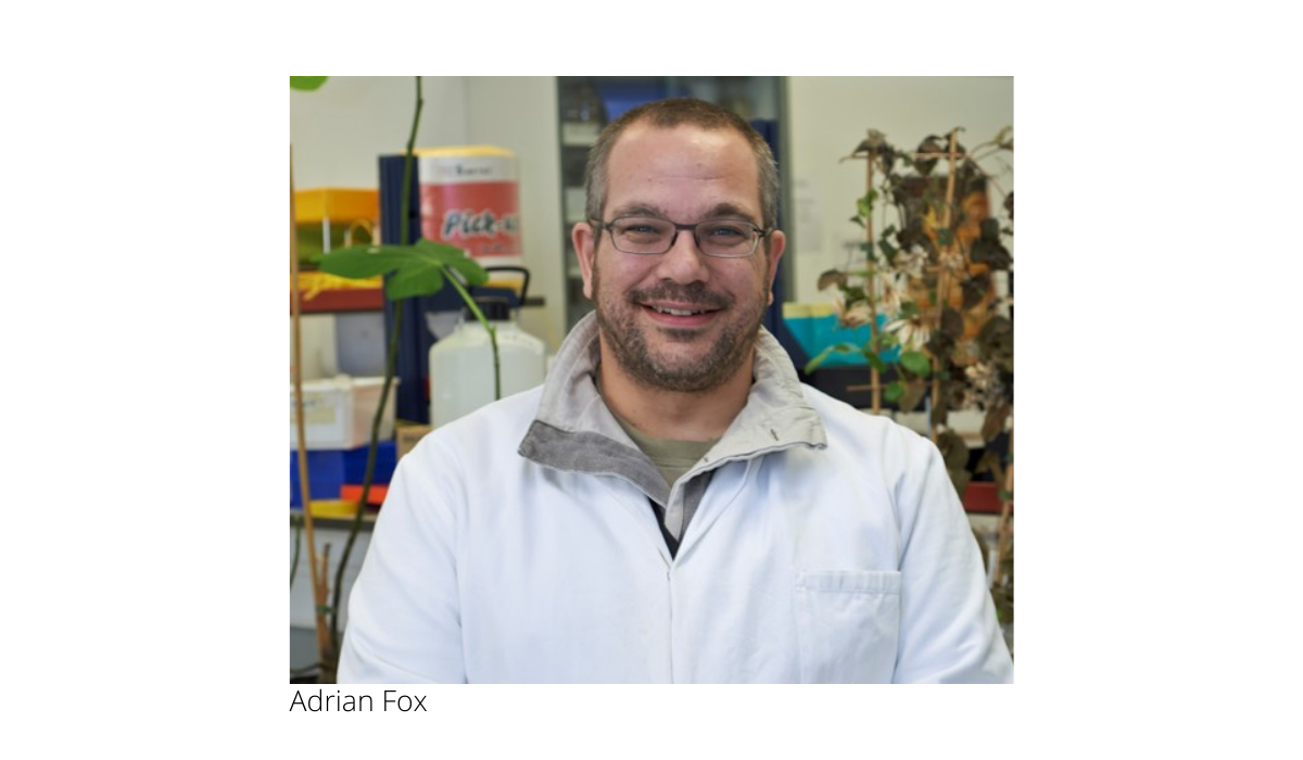 Comment les anglais ont maîtrisé le ToBRFV, un modèle à suivre