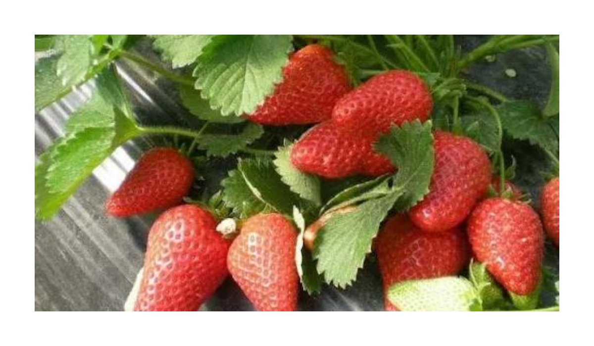 La fraise toujours à l'avant-garde de la lutte intégrée
