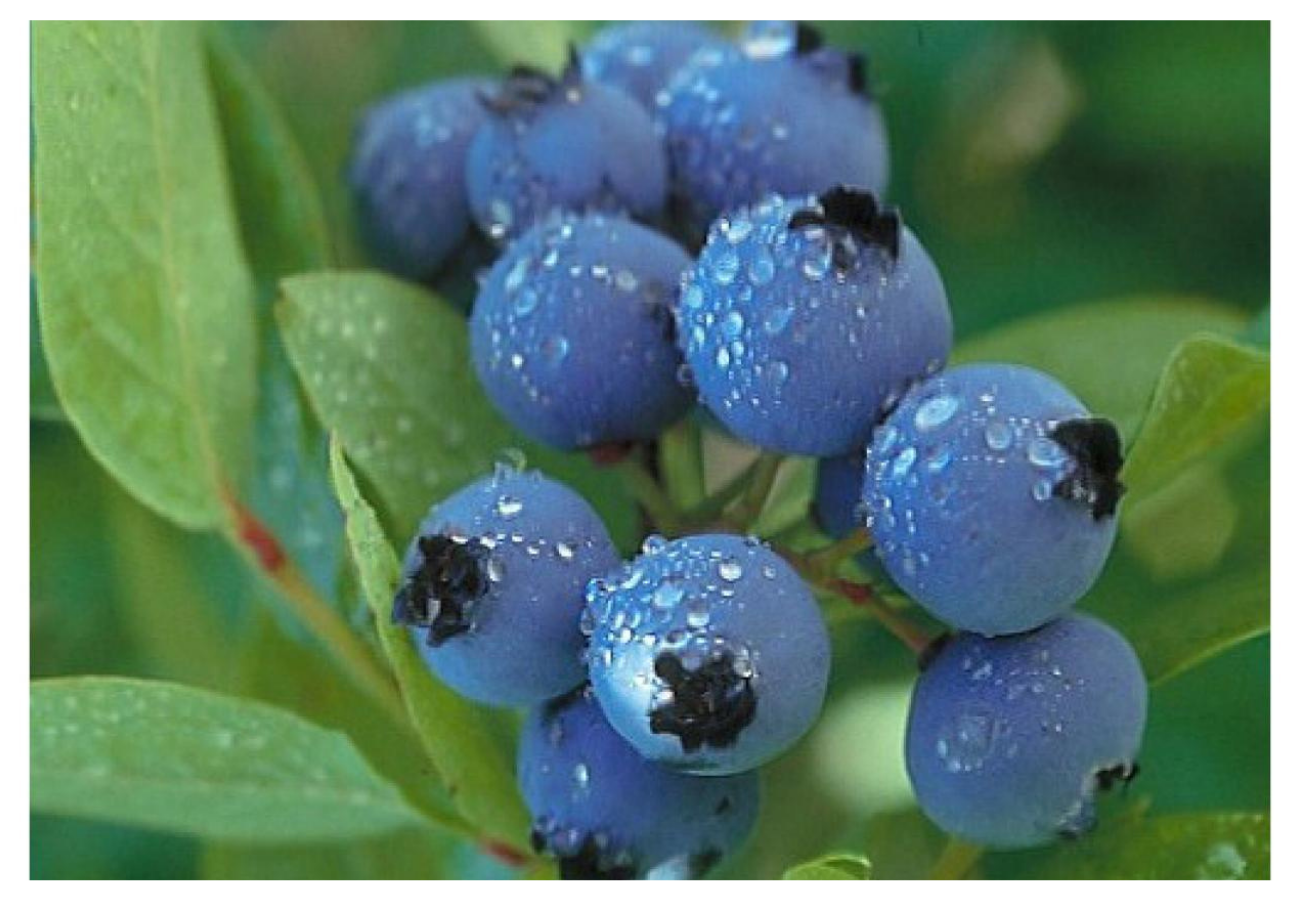 La Chine, le nouveau plus grand producteur de myrtilles au monde