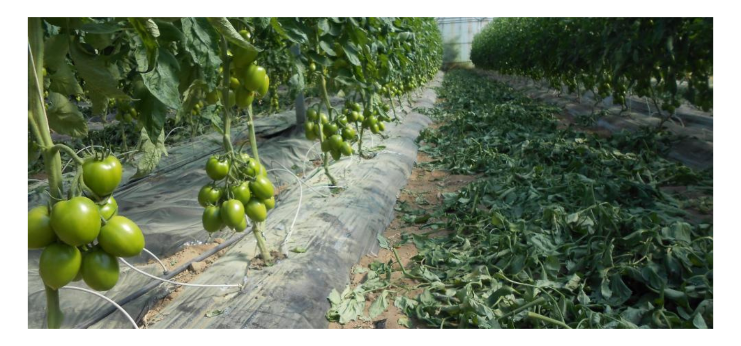 Piste très prometteuse pour la valorisation des déchets verts de cultures