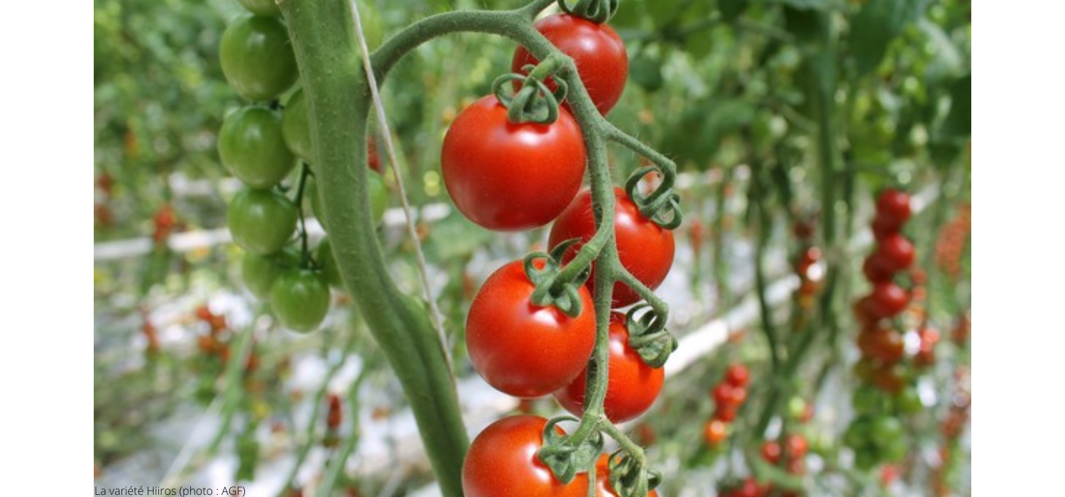 Hiiros, une tomate à la saveur umami