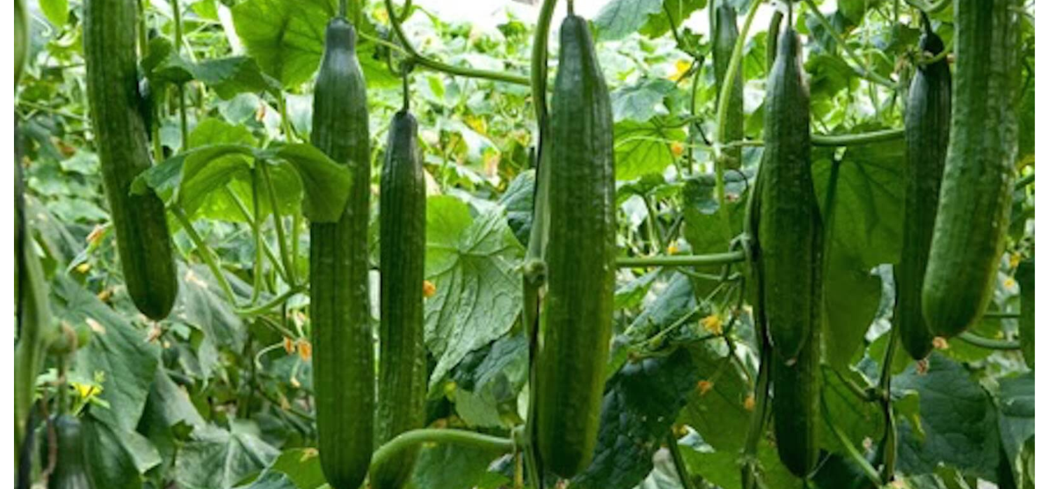 Une souche non pathogène de Fusarium pour atténuer la carence en fer