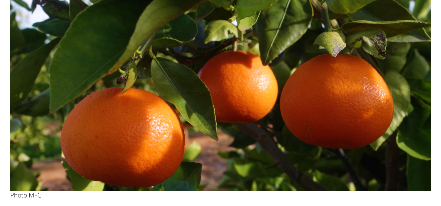 Dandy Mandy, une nouvelle mandarine sans pépins