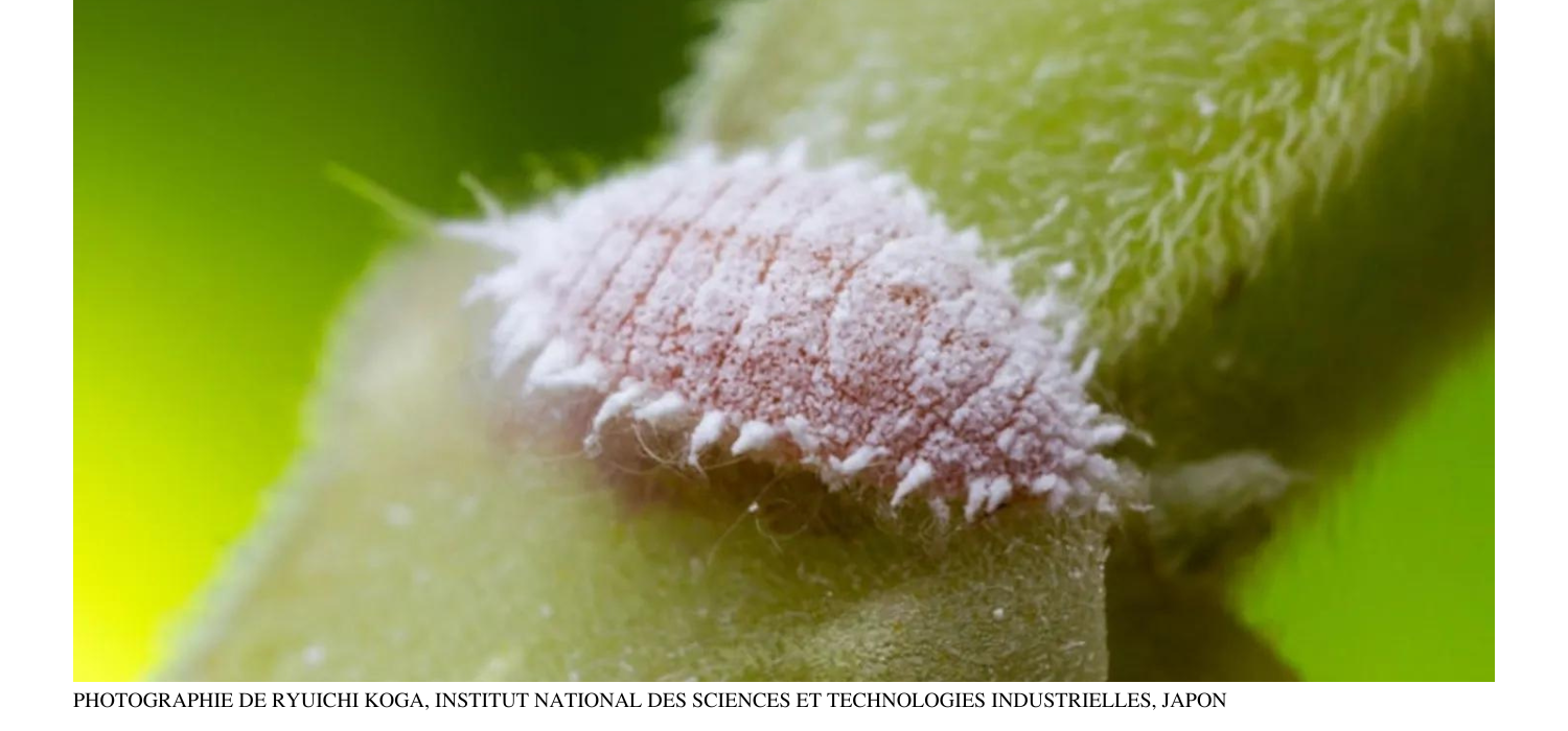 La cochenille des agrumes : un insecte dans un insecte dans un insecte