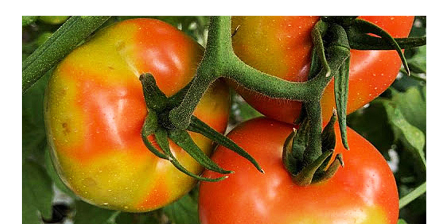 Un test pour détecter le ToBRFV avant l'apparition des symptômes