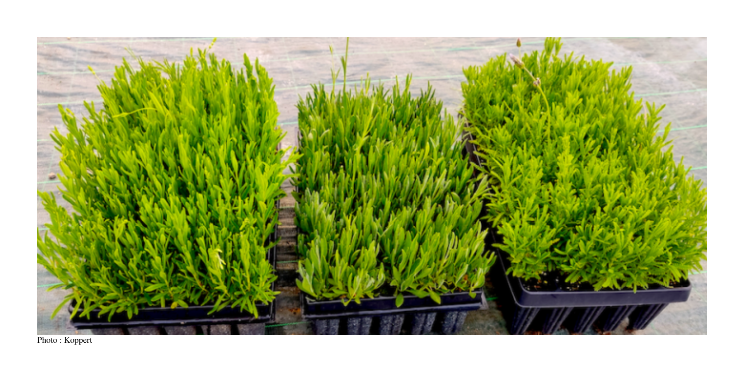 Koppert propose des lots avec des plantes refuges pour renforcer la ...