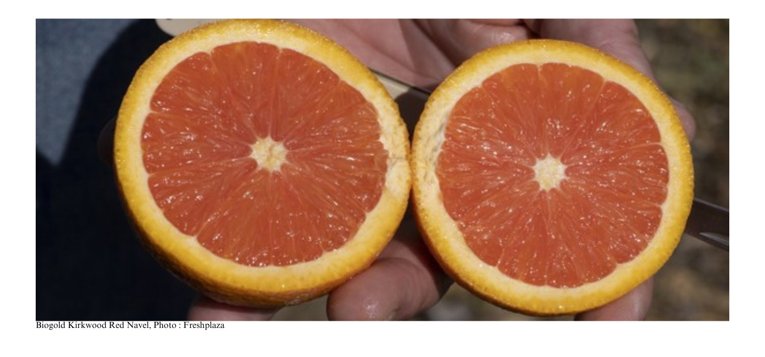 Biogold développe de nouvelles variétés d'oranges pigmentées