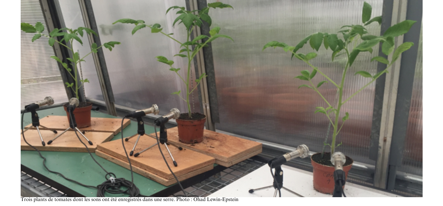 Les plantes stressées émettent des sons informatifs : une nouvelle voie ...