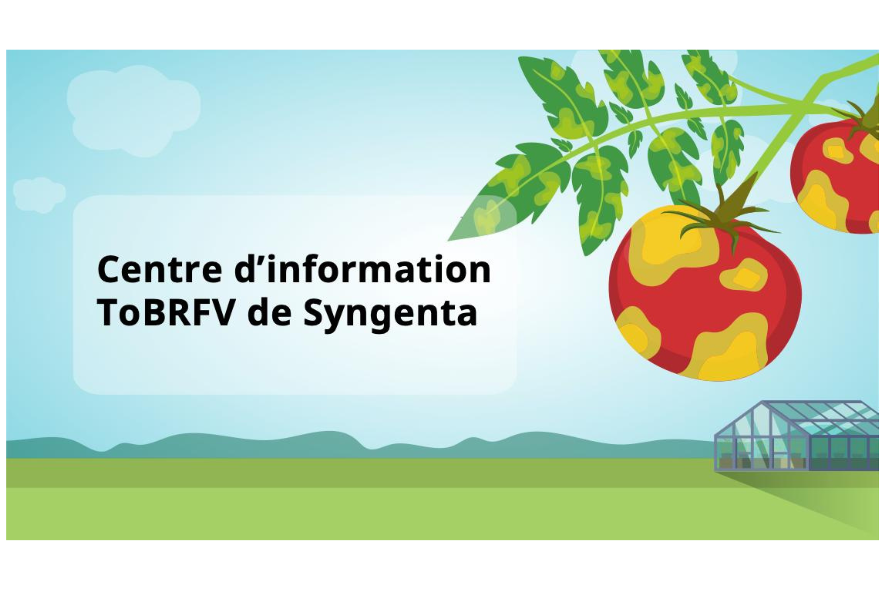 Le nouveau Centre d'information ToBRFV de Syngenta, un outil précieux ...