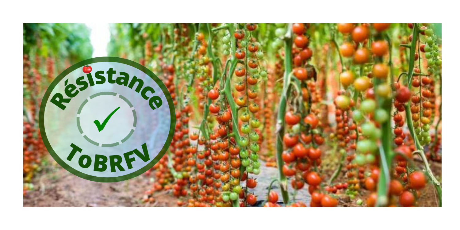 Face au ToBRFV, quelles variétés choisir?